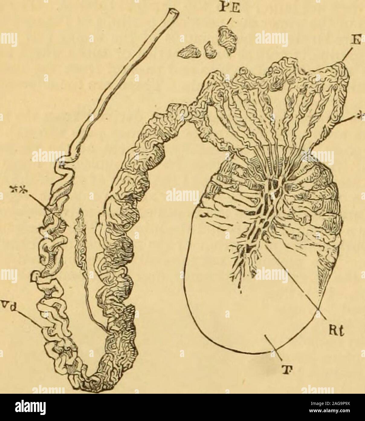 . A Reference handbook of the medical sciences : embracing the entire ...