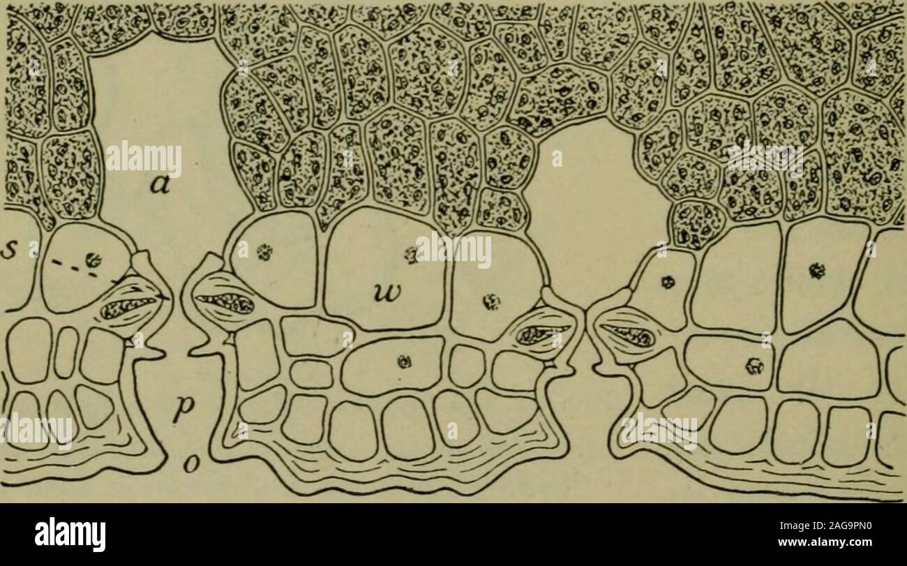 . Foundations of botany. Fig. 118. —A Stoma of Thyme. (Greatly ...