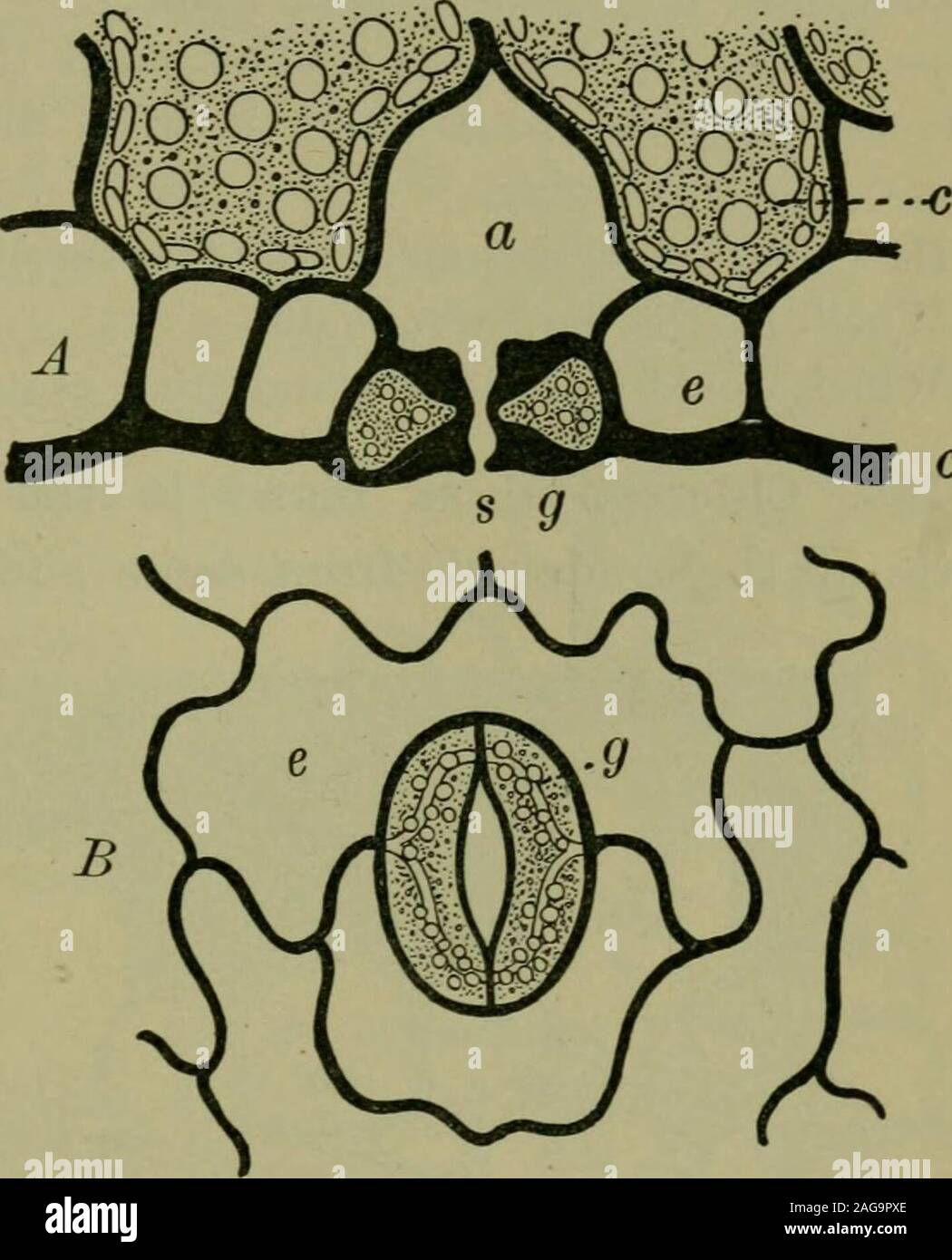 Apple epidermis hi-res stock photography and images - Alamy