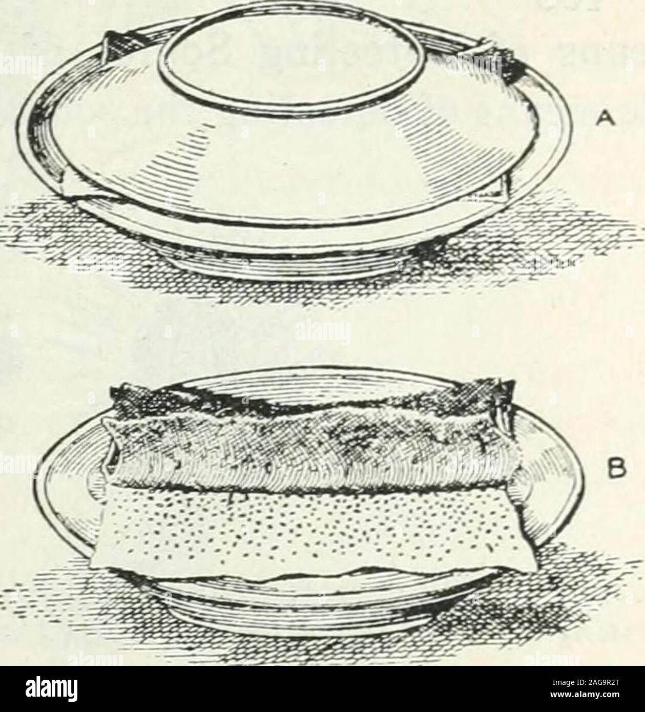 Epigeal germination hi-res stock photography and images - Alamy