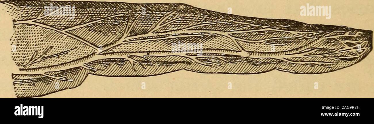 . The eclectic guide to health; or, Physiology and hygiene ... and the ...