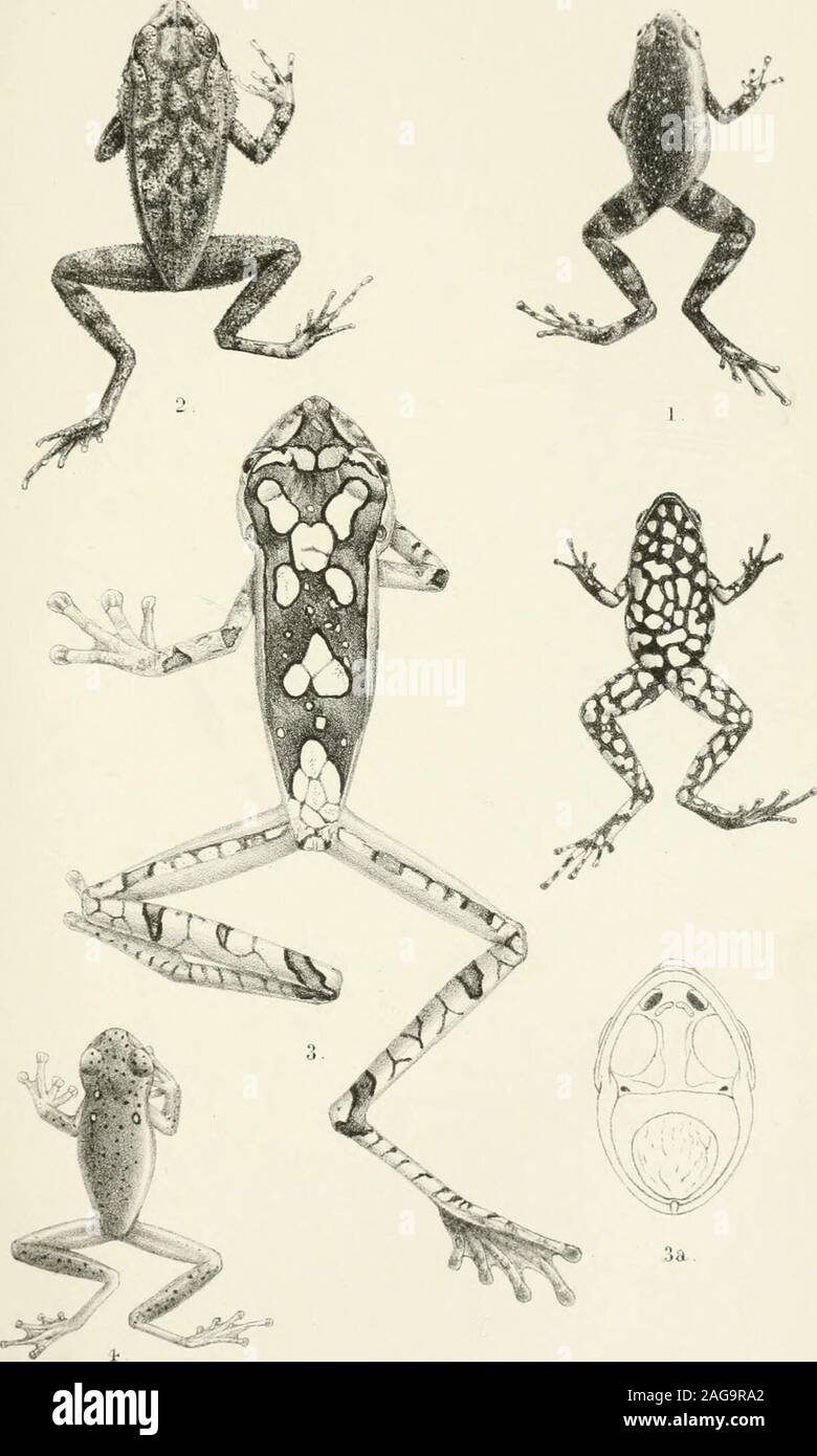 Hyla picturata hi-res stock photography and images - Alamy