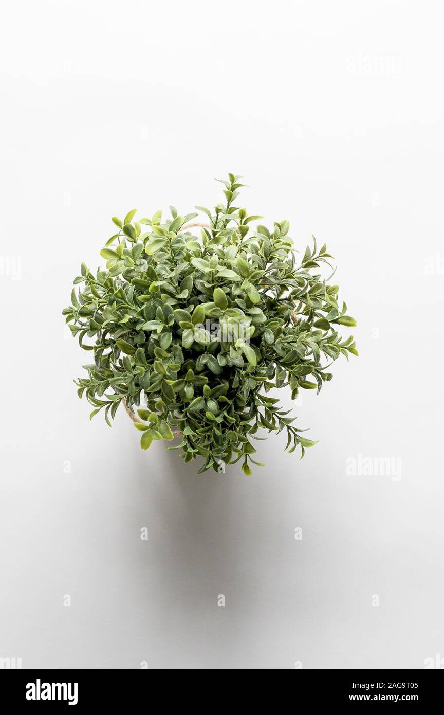 Vertical overhead shot of a green plant on a white surface Stock Photo ...