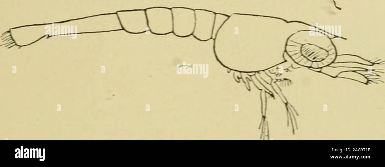 Gebia littoralis hi-res stock photography and images - Alamy