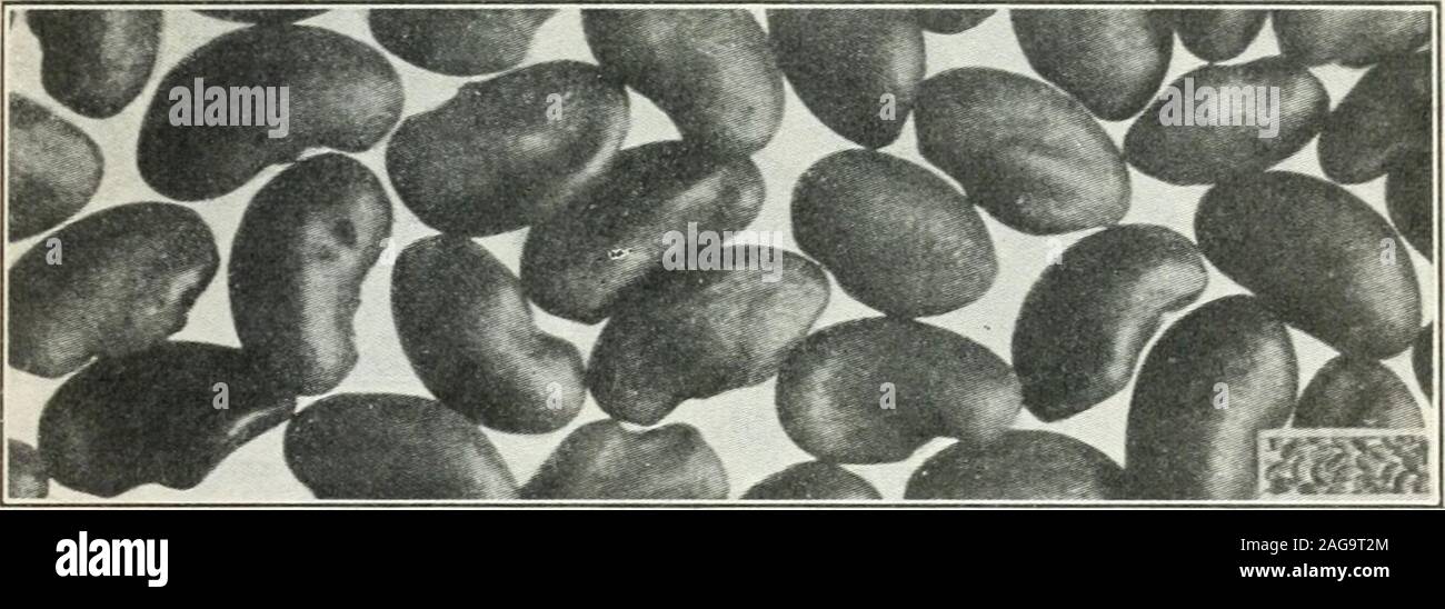 Spotted smartweed hi-res stock photography and images - Alamy