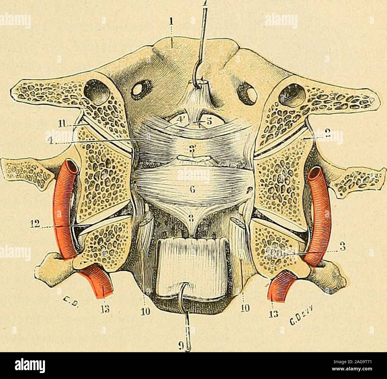 . Traité d'anatomie humaine : anatomie descriptive, histologie ...