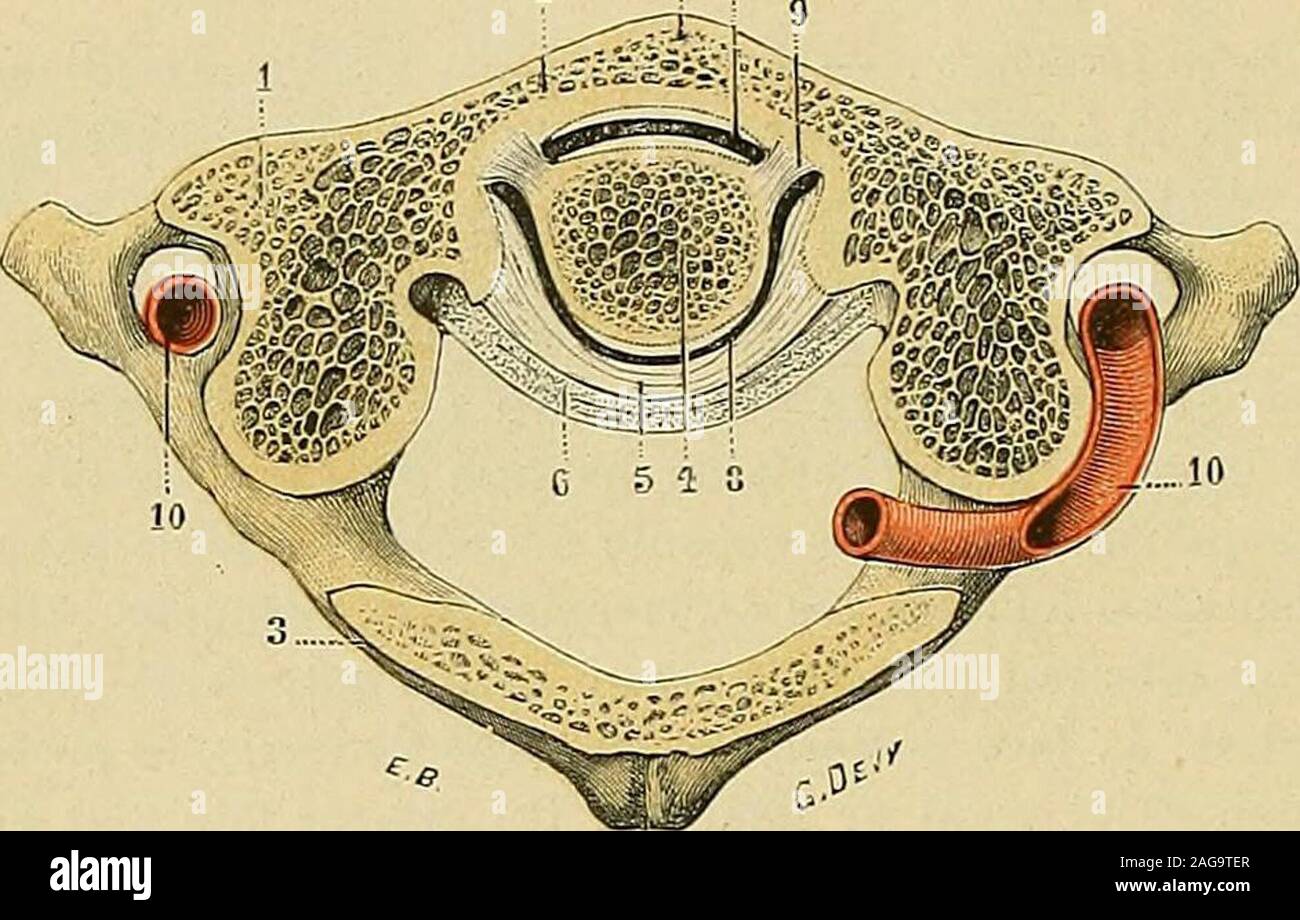 Anatomie des ligaments hi-res stock photography and images - Alamy