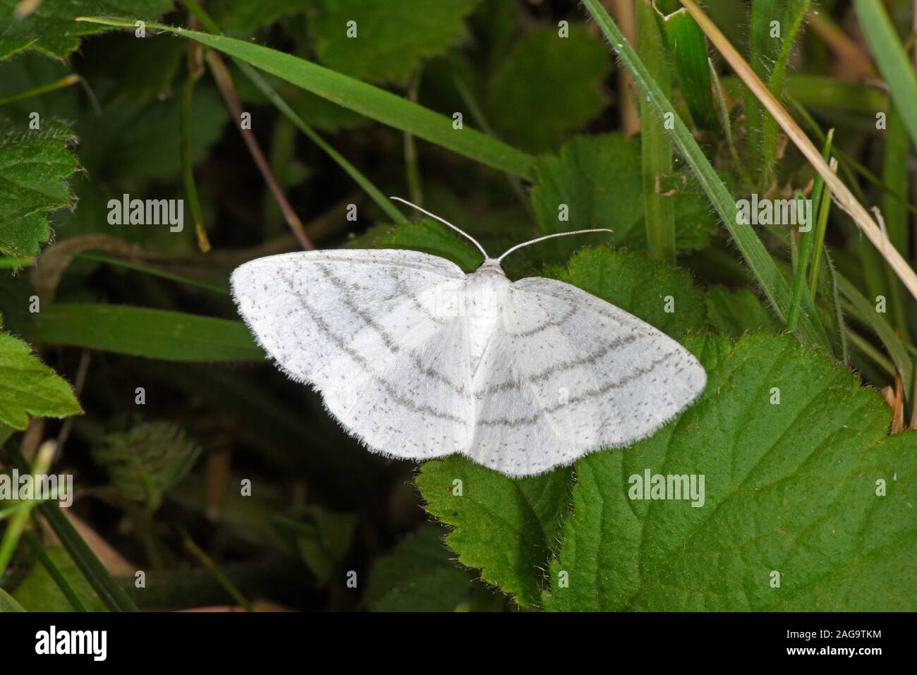 Common White Wave Moth (Cabera pusaria) resting amongst ground ...