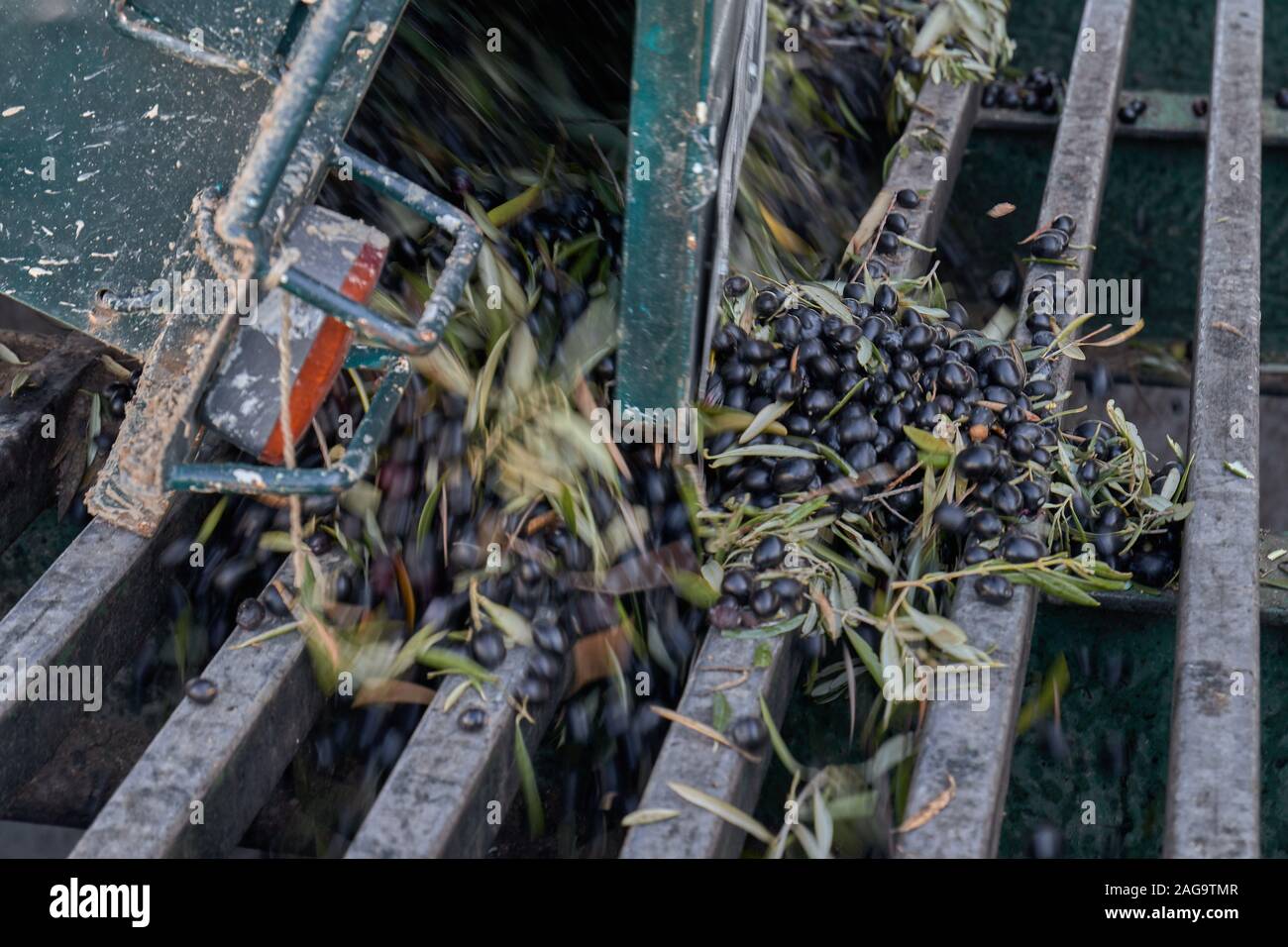 Spanish olive oil process factory full process pack Stock Photo - Alamy