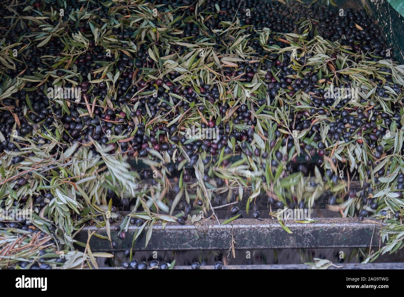 Spanish olive oil process factory full process pack Stock Photo - Alamy