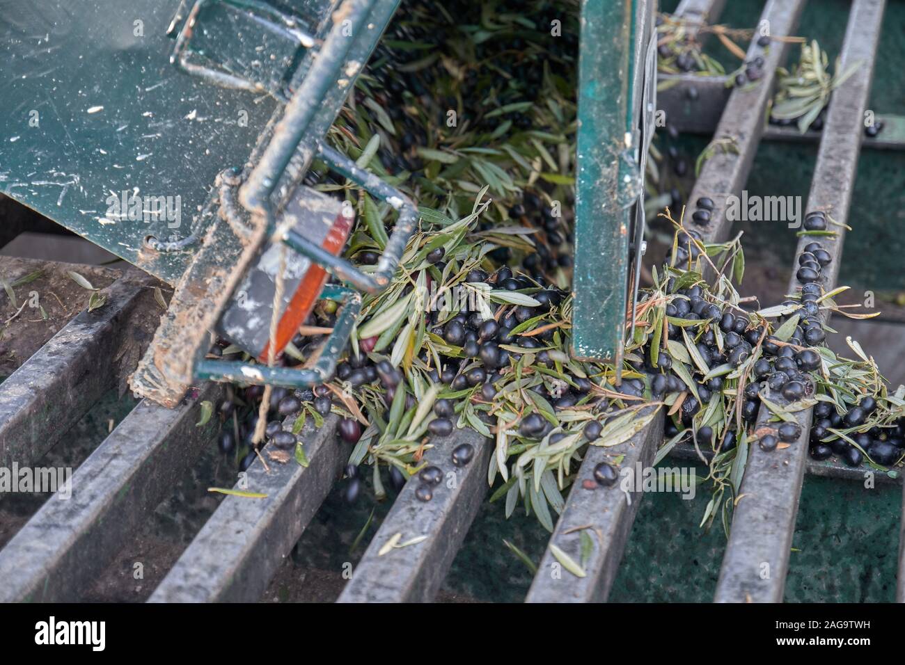 Spanish olive oil process factory full process pack Stock Photo - Alamy
