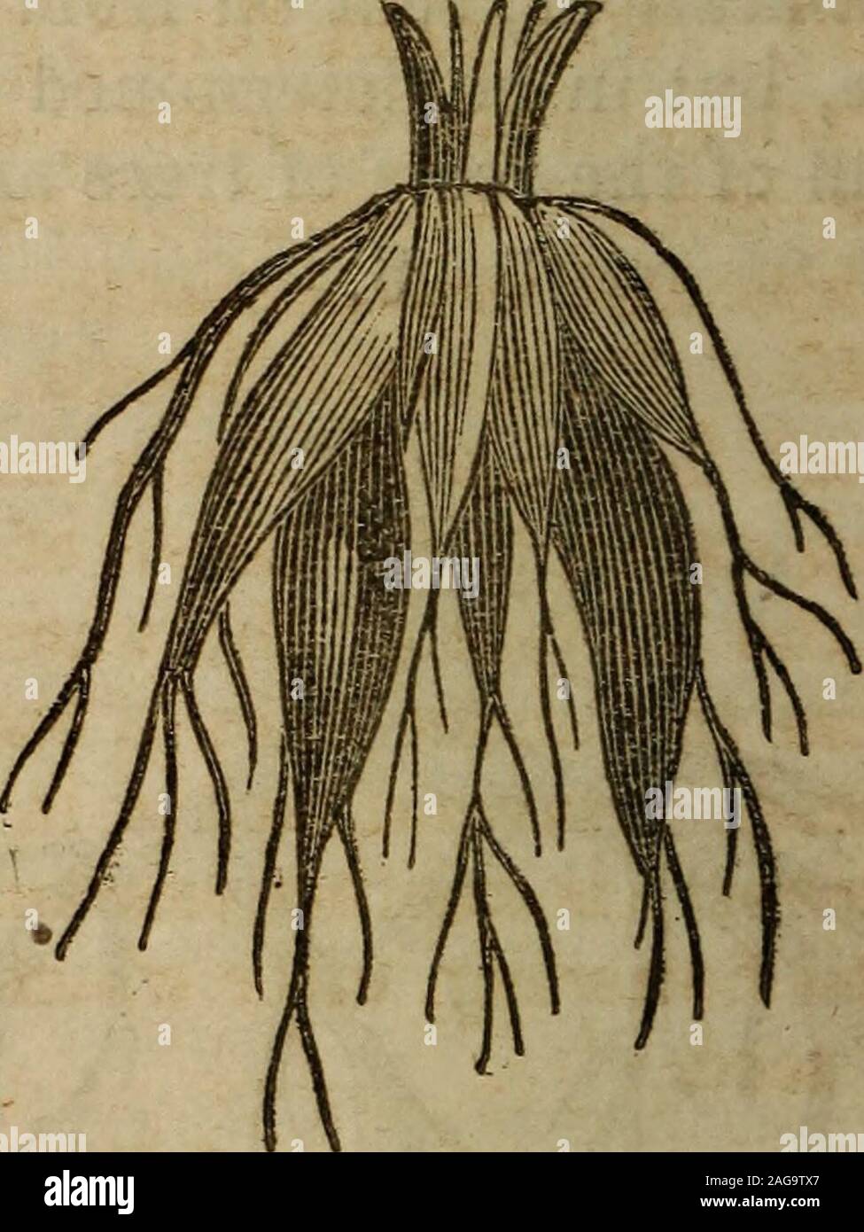 Fasciculated Roots Of Asparagus