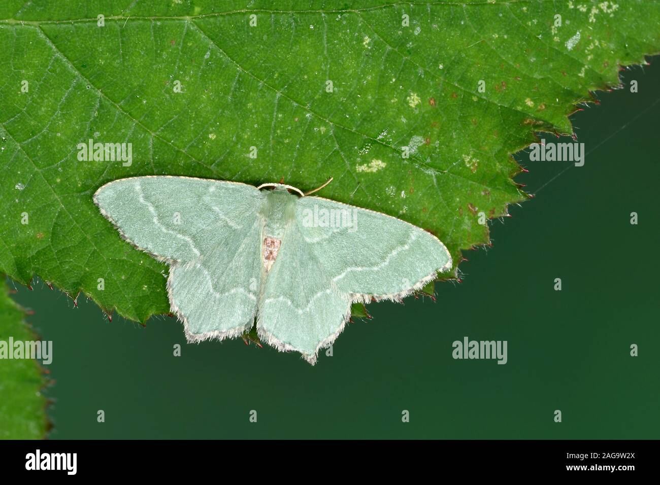 Common emerald moth hi-res stock photography and images - Alamy