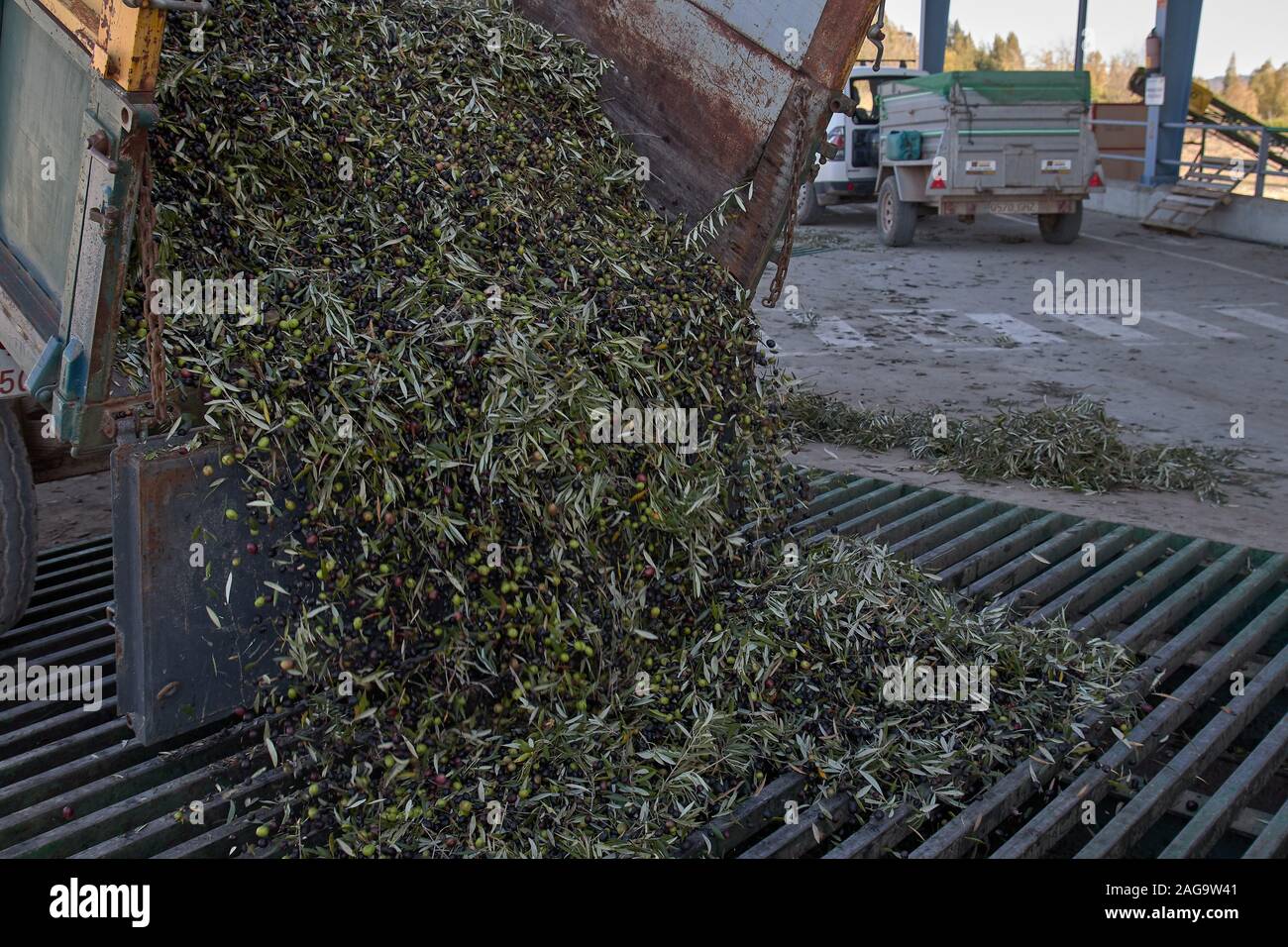 Spanish olive oil process factory full process pack Stock Photo - Alamy