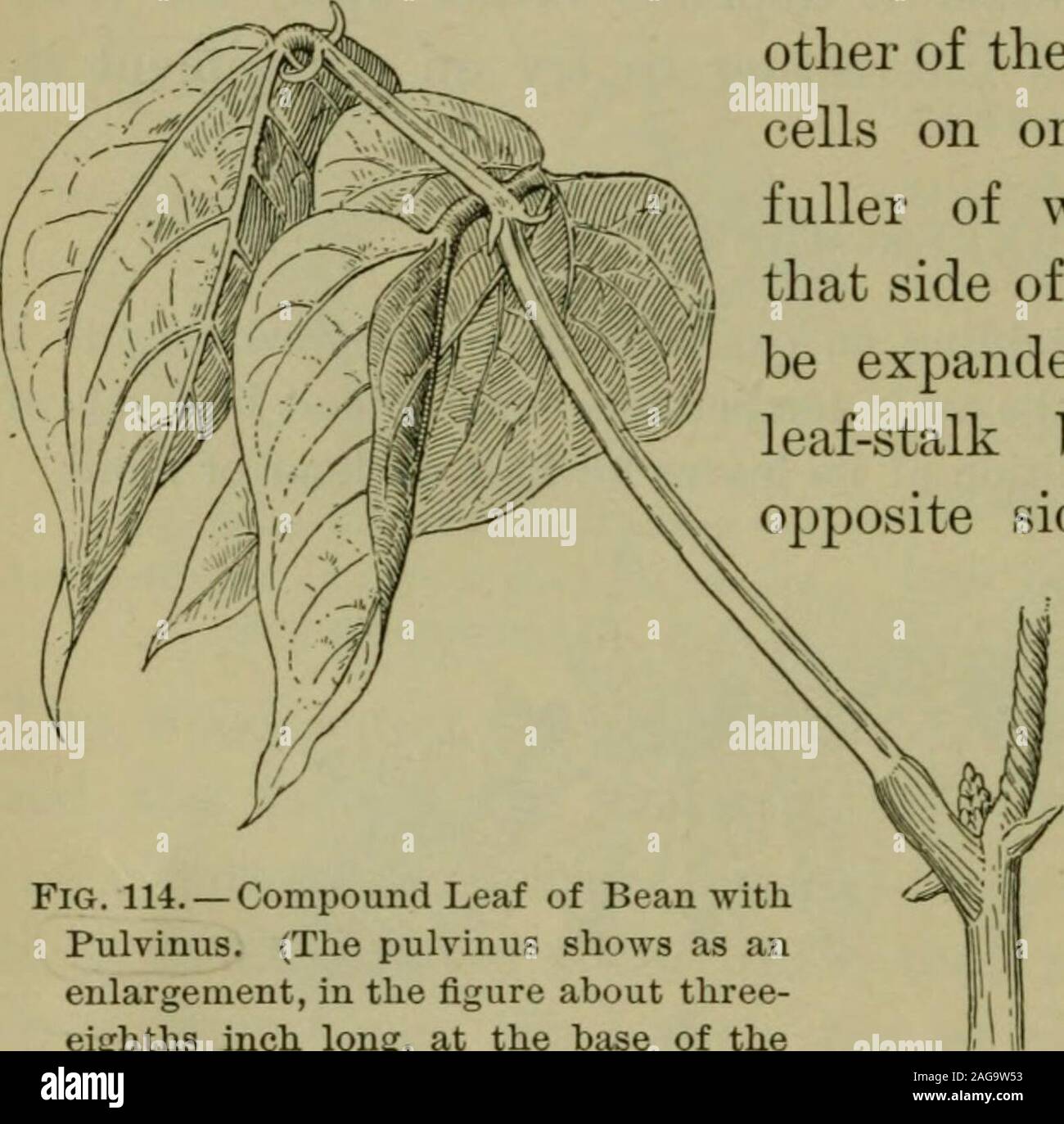 Pulvinus hi-res stock photography and images - Alamy