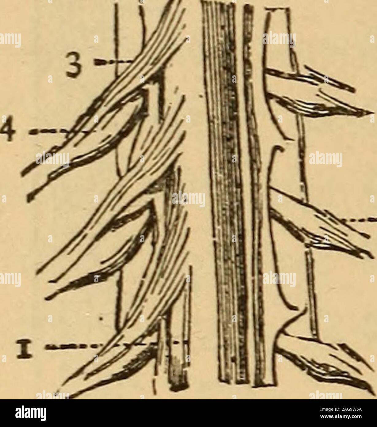 Linea Splendens Spinal Cord