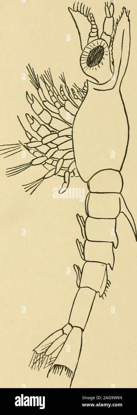 Larve im ersten stadium hi-res stock photography and images - Alamy