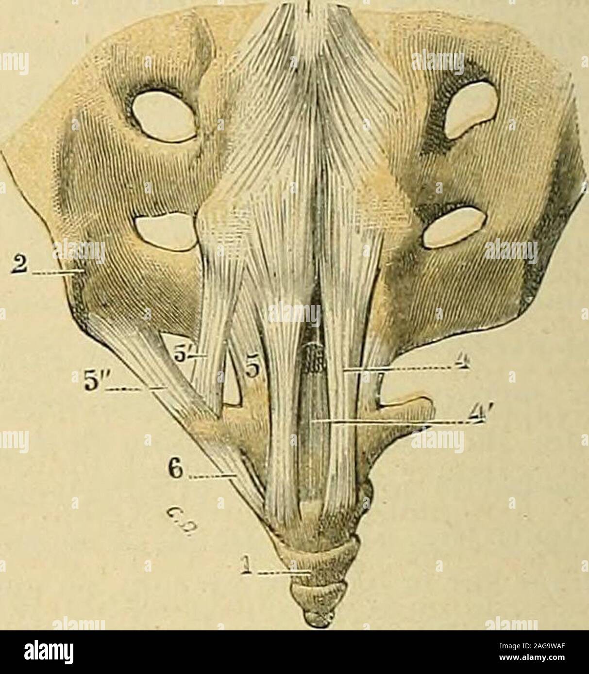 . Traité d'anatomie humaine : anatomie descriptive, histologie ...