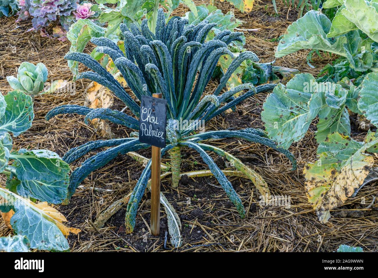 France, Loiret, La Bussiere, Chateau de La Bussiere Park and Gardens ...