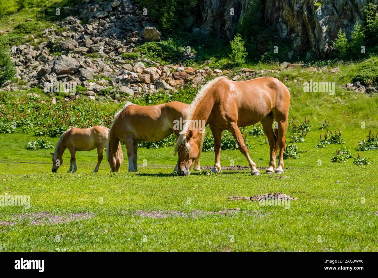 A small herd of Haflinger horses, also known as Avelignese, grazing on ...
