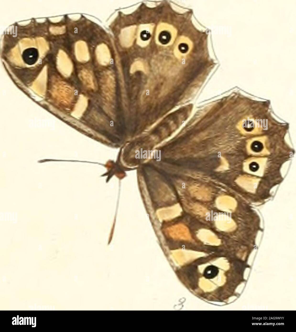 . The papilios of Great Britain : systematically arranged, accurately ...