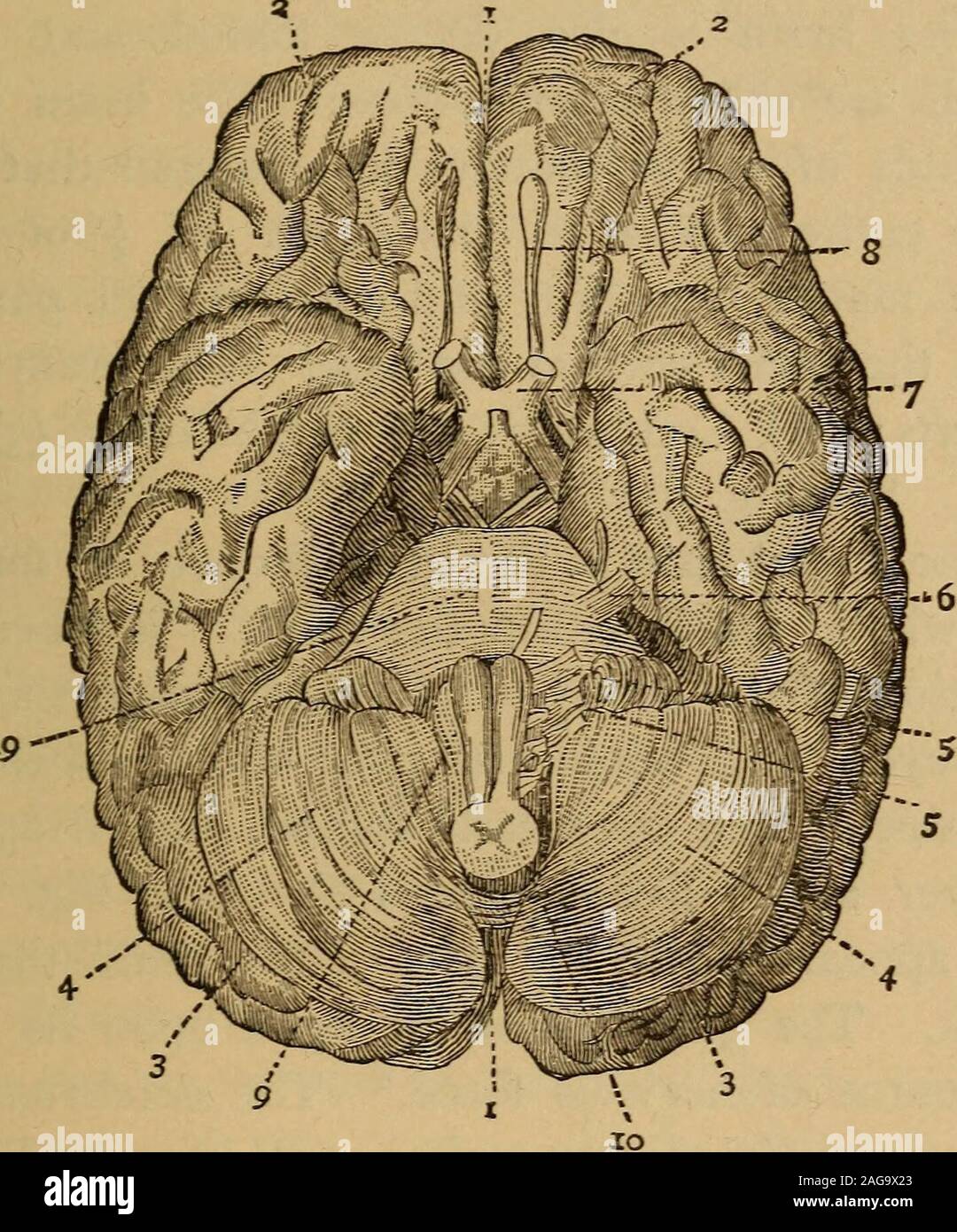 Cerebro posterior hi-res stock photography and images - Alamy