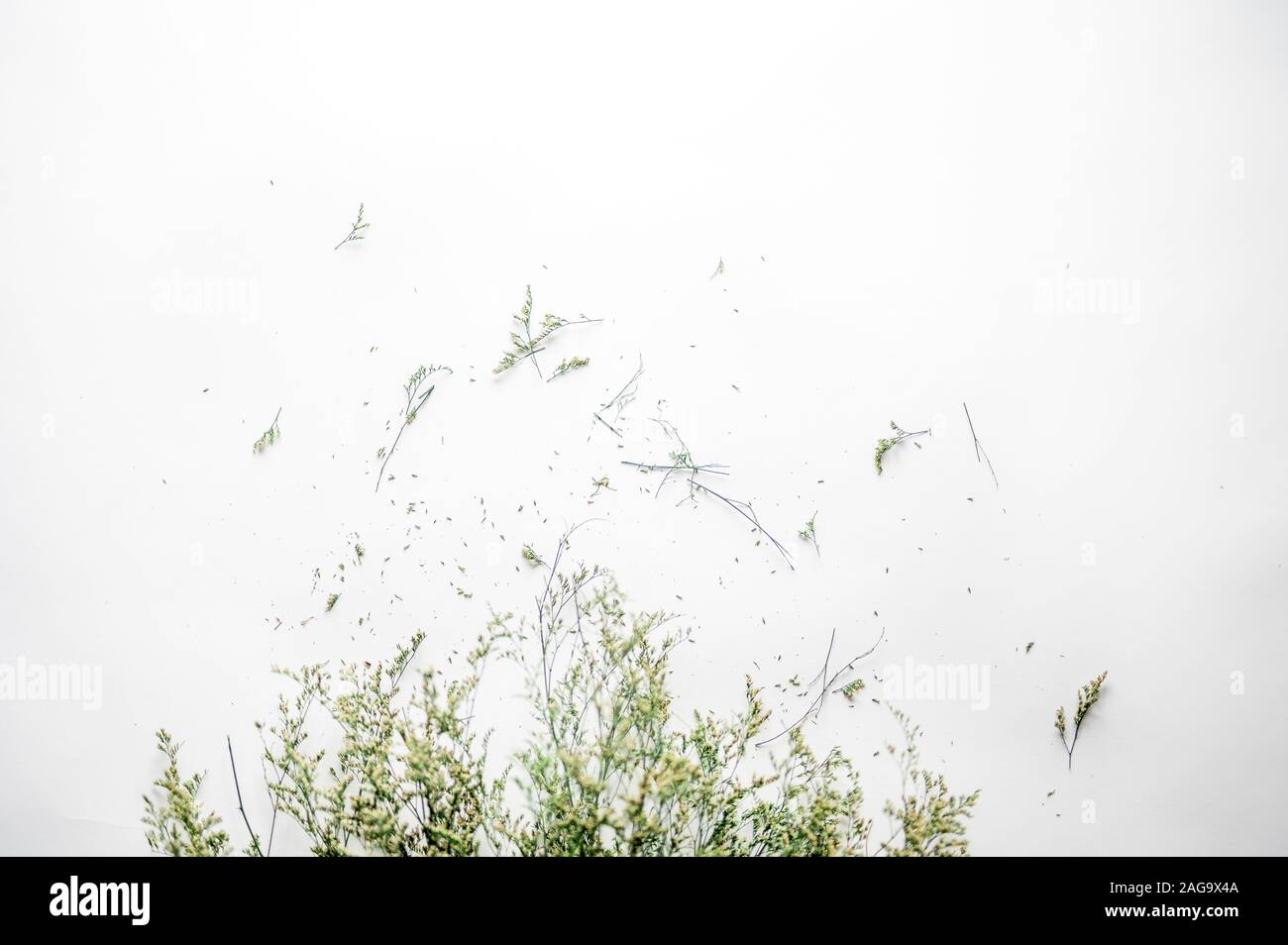 Eggs and dead animals hi-res stock photography and images - Alamy