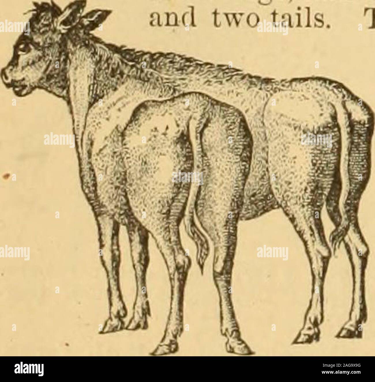 . A Reference handbook of the medical sciences : embracing the entire ...