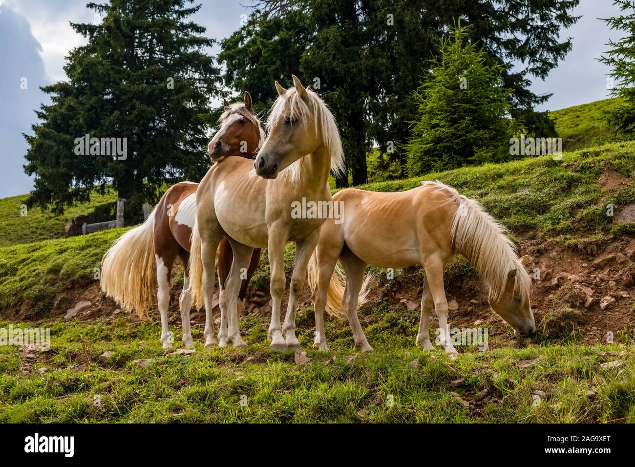 Hafling hi-res stock photography and images - Alamy