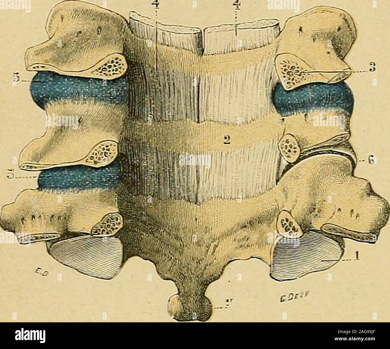 Anatomie rachis hi-res stock photography and images - Alamy