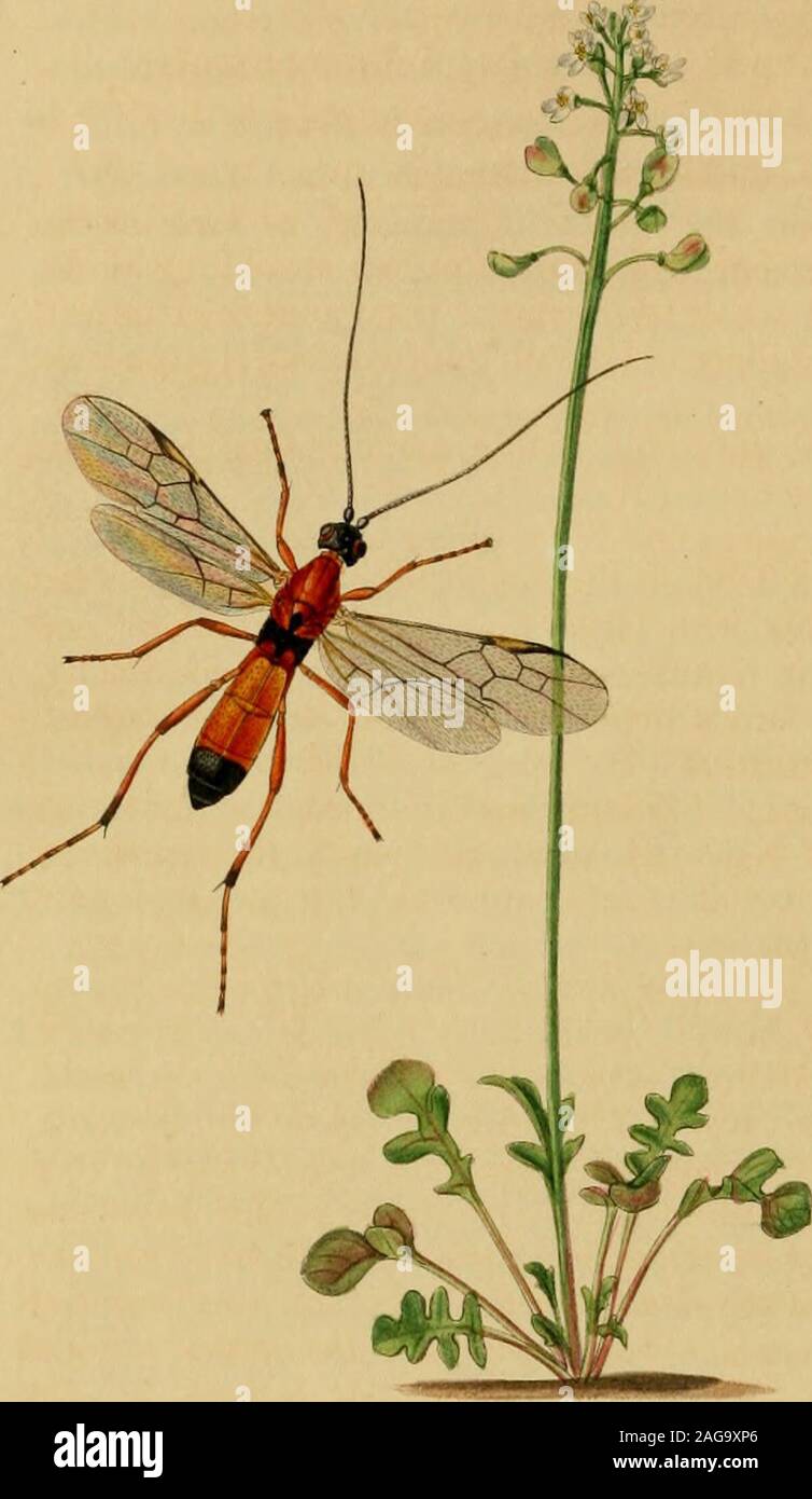 . British entomology; being illustrations and descriptions of the ...