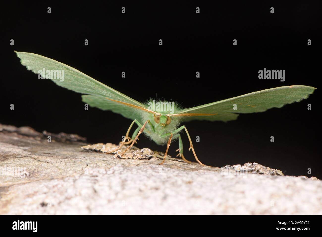 Large Emerald Moth (Geometra papilionaria) resting on leaf, Wales, July ...