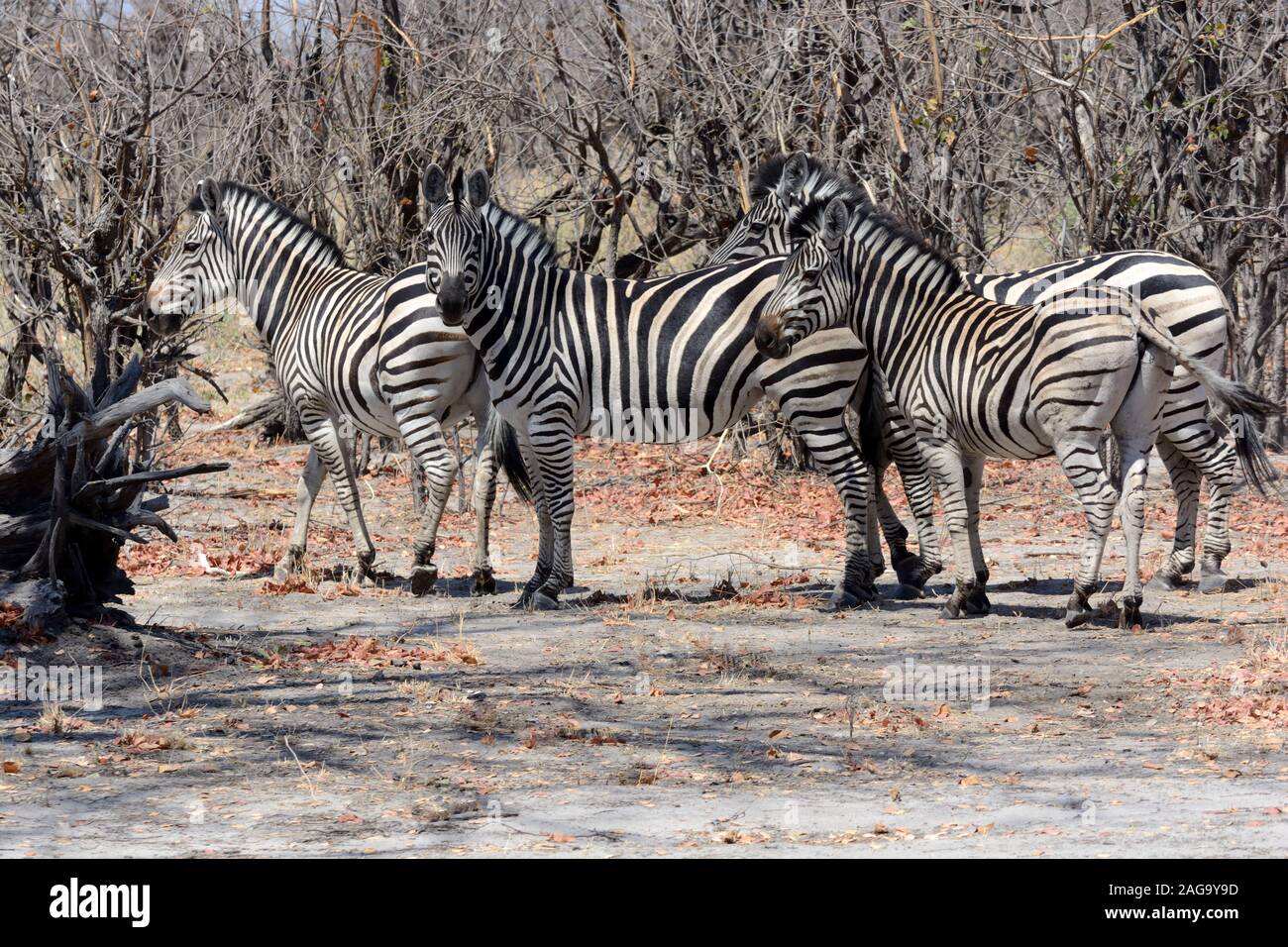 Zebras The national animal of Botswana Okavango Delta Chobe national ...