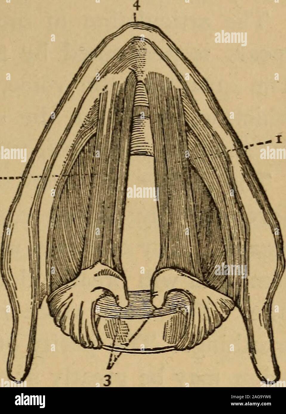 . The eclectic guide to health; or, Physiology and hygiene ... ig- 44 ...