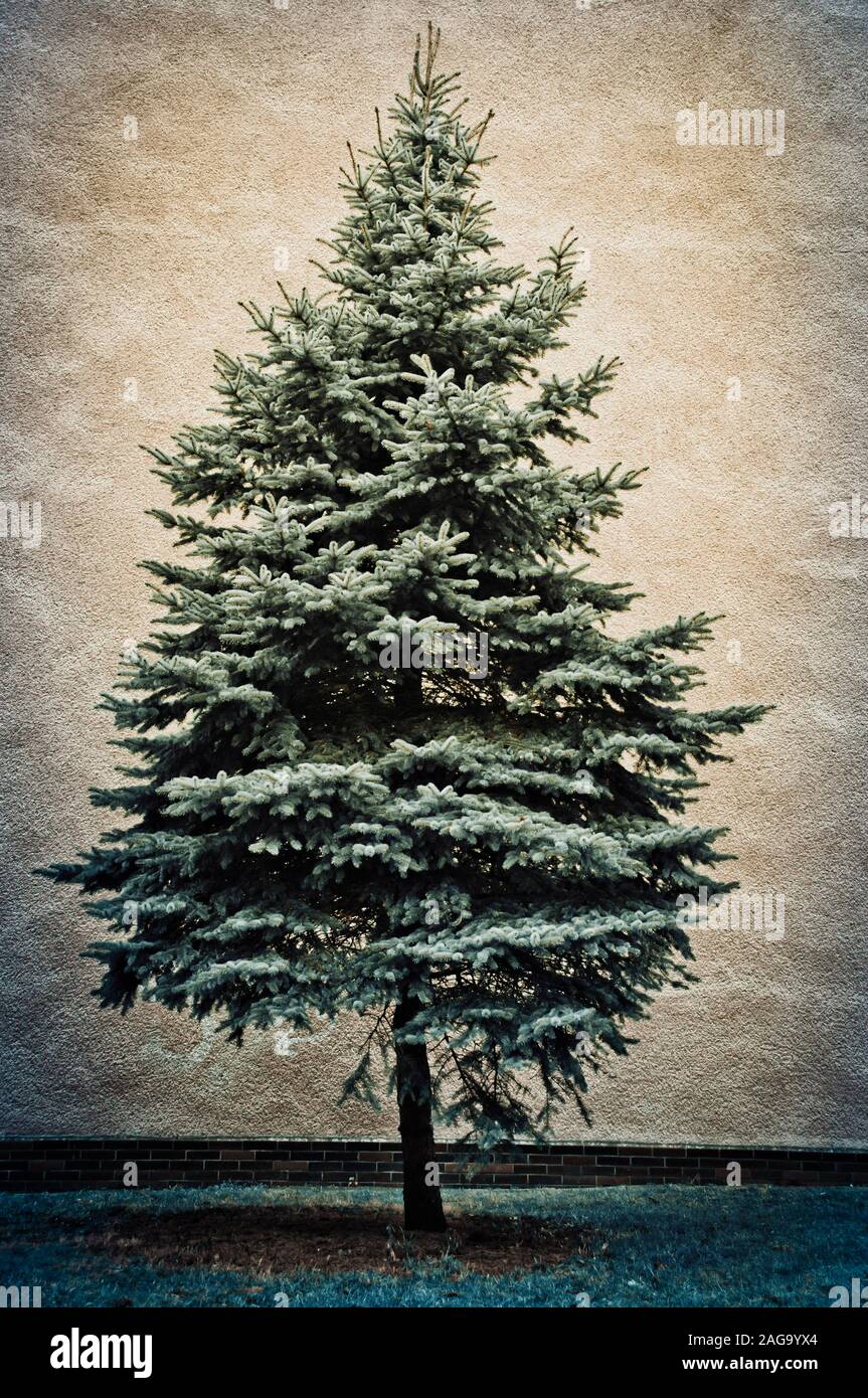 Wall tree hi-res stock photography and images - Alamy