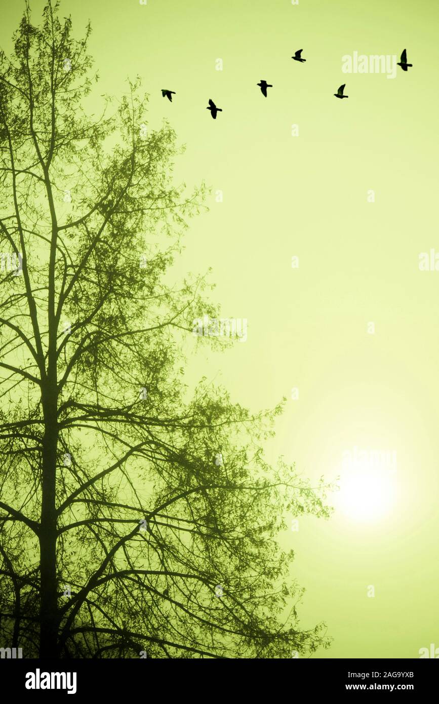 flock of birds flying by a tree Stock Photo - Alamy