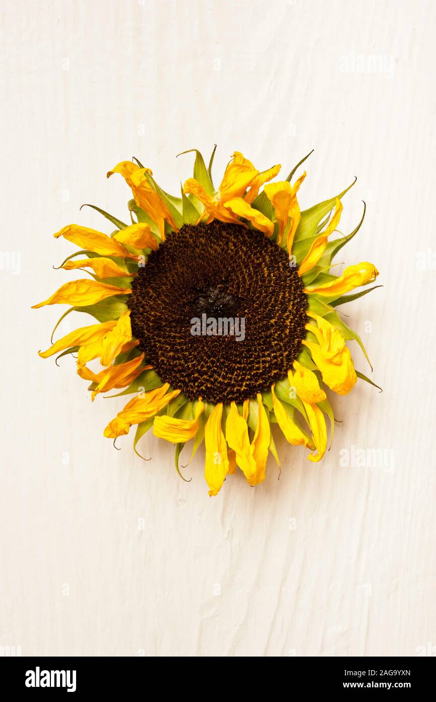 Decaying flower hi-res stock photography and images - Alamy