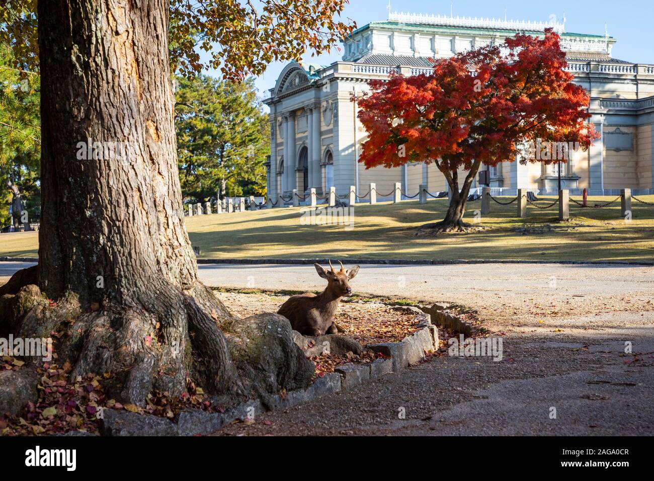 NARA, JAPAN -19th November 2019: The Nara National Museum located in ...