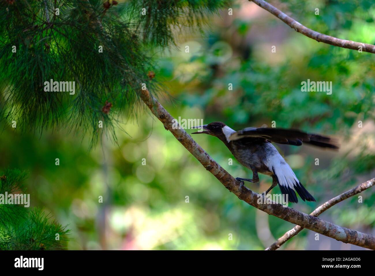 flowers, Animals and birds in Queensland, Darwin, Northern Terittory ...