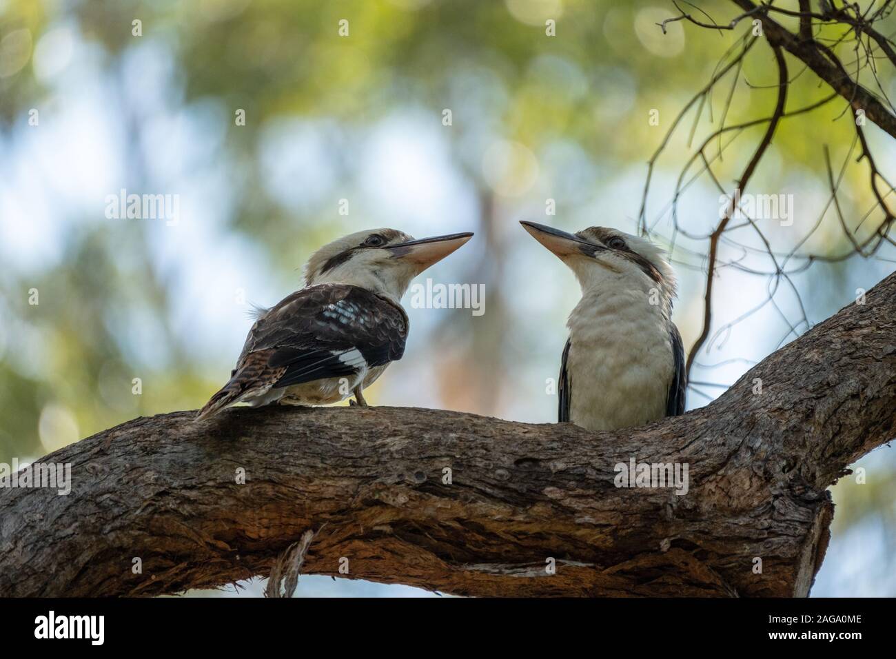 flowers, Animals and birds in Queensland, Darwin, Northern Terittory ...