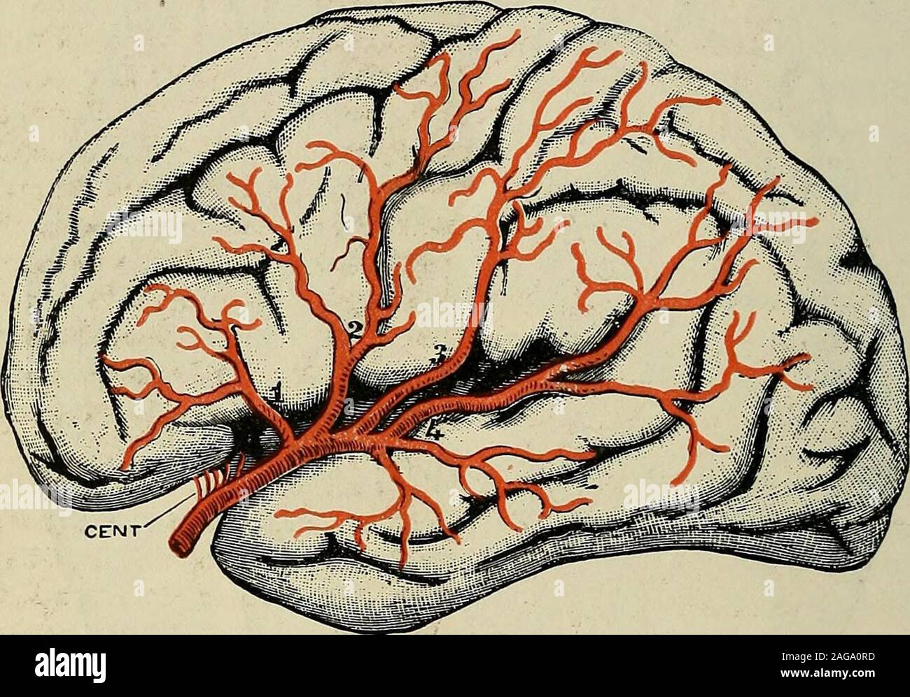 Blood supply of the scalp hi-res stock photography and images - Alamy