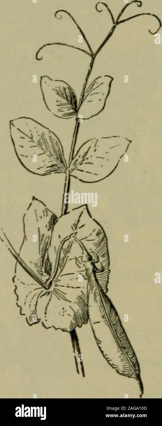 . Foundations of botany. Fig. 103. — Pinnately Com-pound Leaf of Locust ...