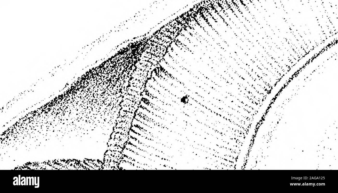 . On the Organization of the Brachiopoda. ^^:^K I *^^, .,--? ,•. jff^ o ...