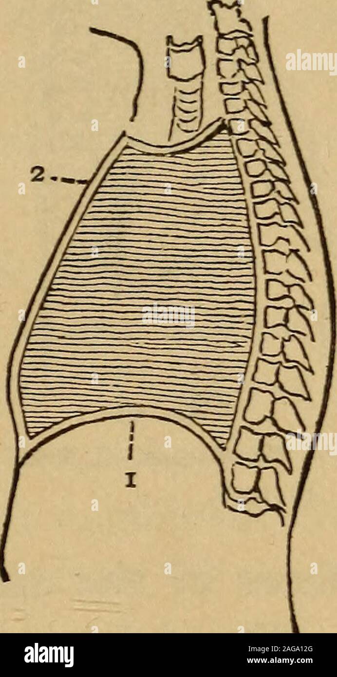 . The eclectic guide to health; or, Physiology and hygiene ... across ...