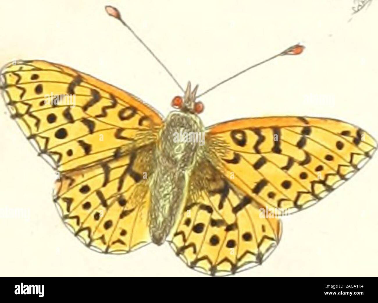 Papillon dans la nature hi-res stock photography and images - Alamy