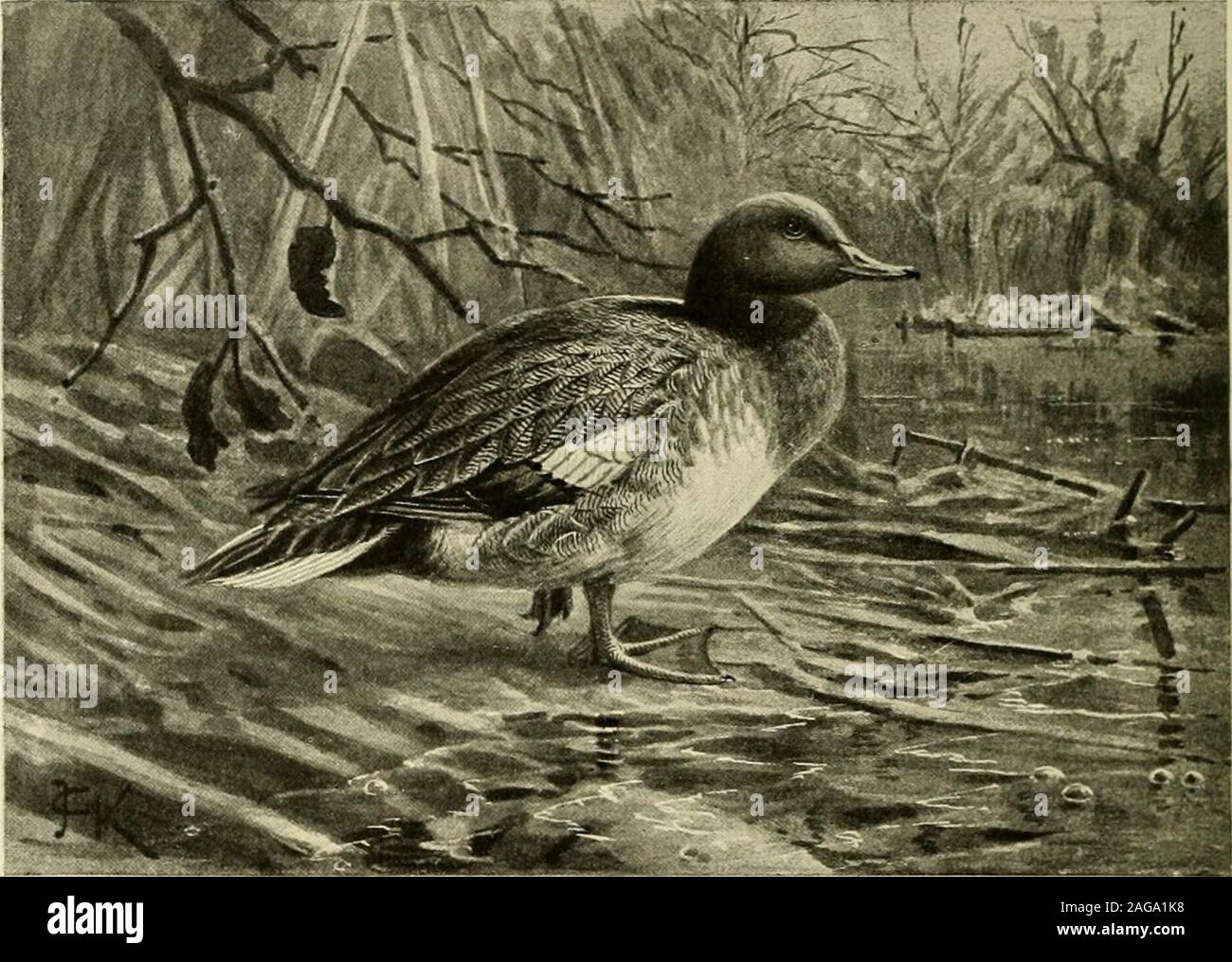 Peter weed hi-res stock photography and images - Alamy
