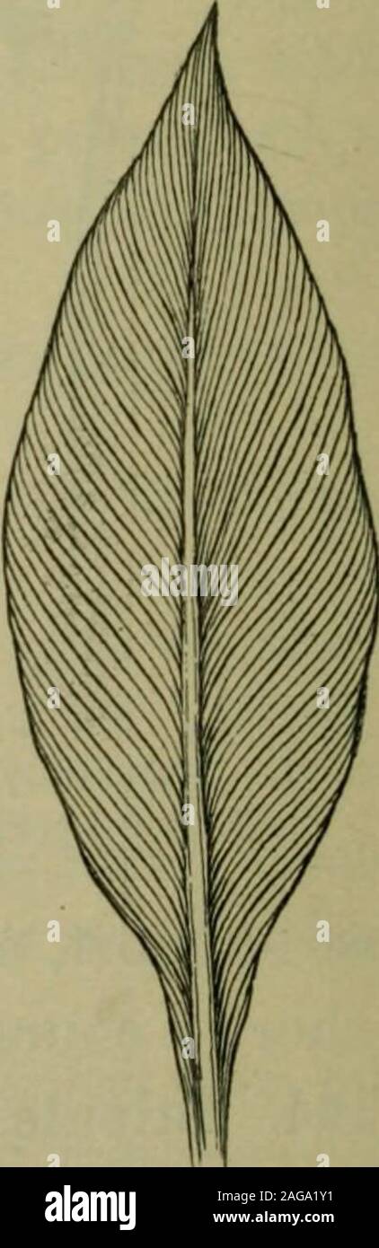 . Foundations of botany. eat groups of plants,such as the lilies, the ...