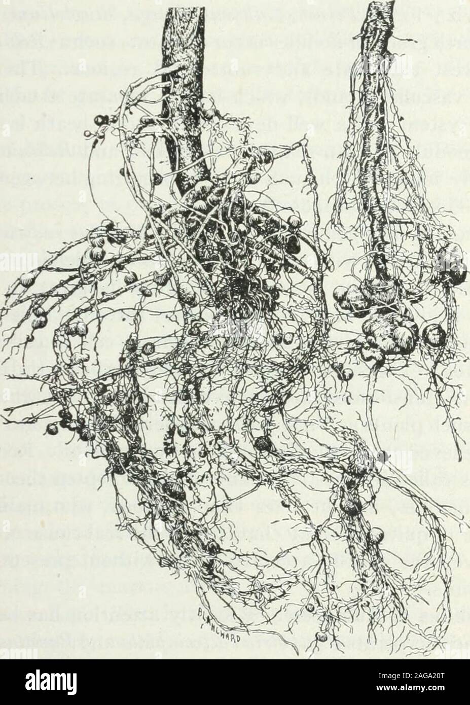 . Textbook of pastoral and agricultural botany, for the study of the ...