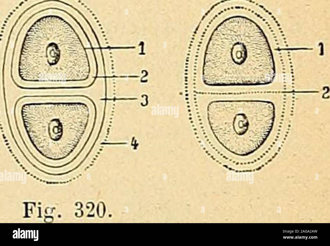 Anatomie cellule hi-res stock photography and images - Alamy