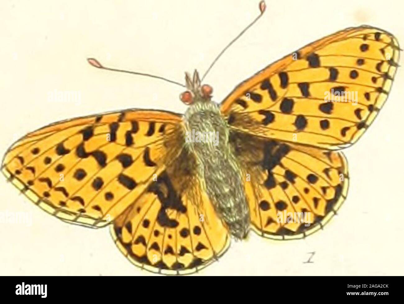 Pearl border fritillary butterfly hi-res stock photography and images ...